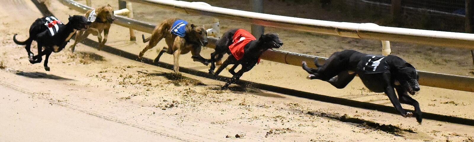 Dog Racing Tracks In Alabama